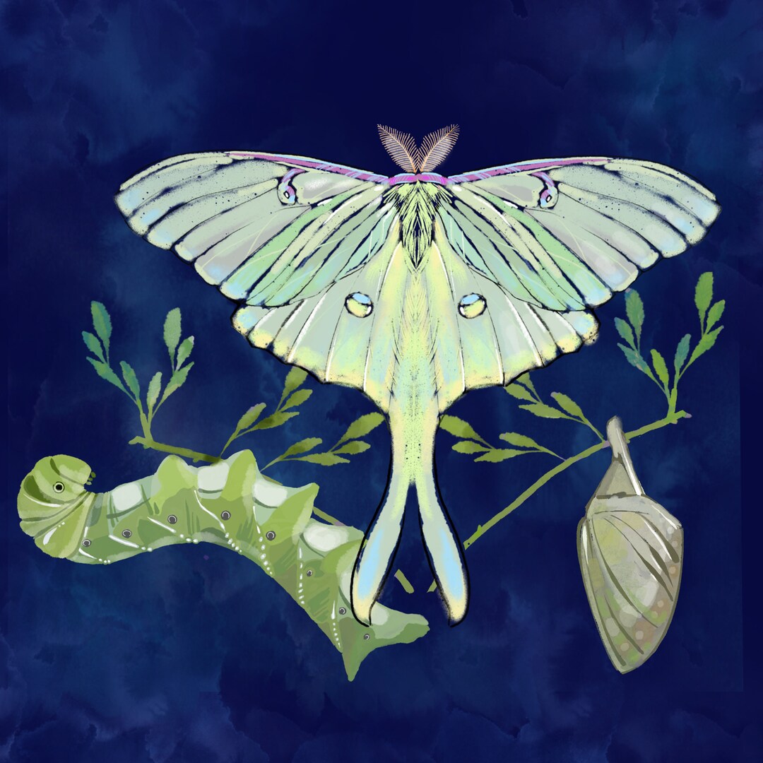 Metamorphosis - Original Art Prints by Thomas Little - Etsy