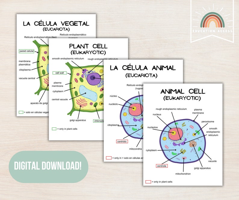 Bilingual Classroom Decor Bundle, Science Wall Art Posters/info ...