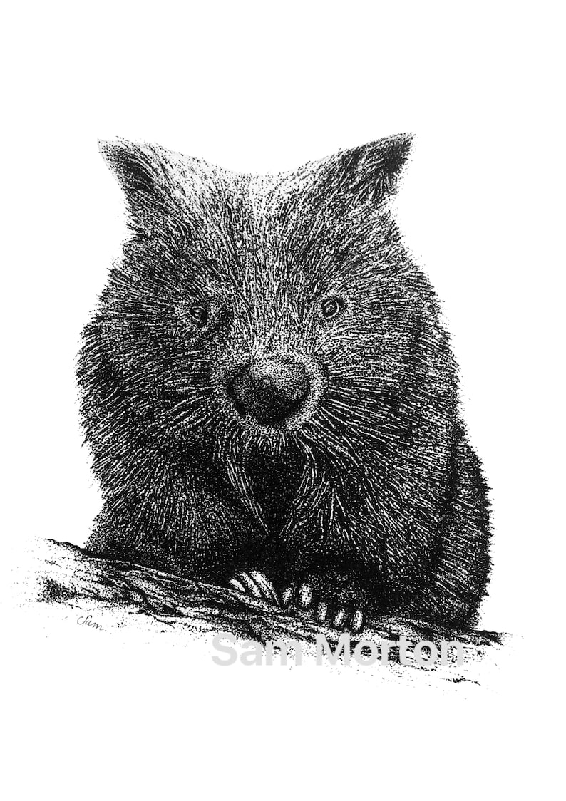 Wombat Art Print, A1 Australian Animal Artwork, Wildlife Decor, 594mm X ...