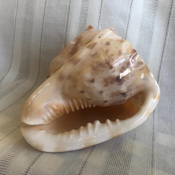 Sea Shell Planter - Etsy