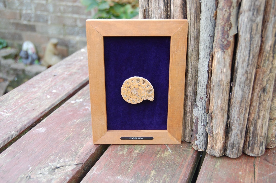 Ammonite in Frame - Etsy