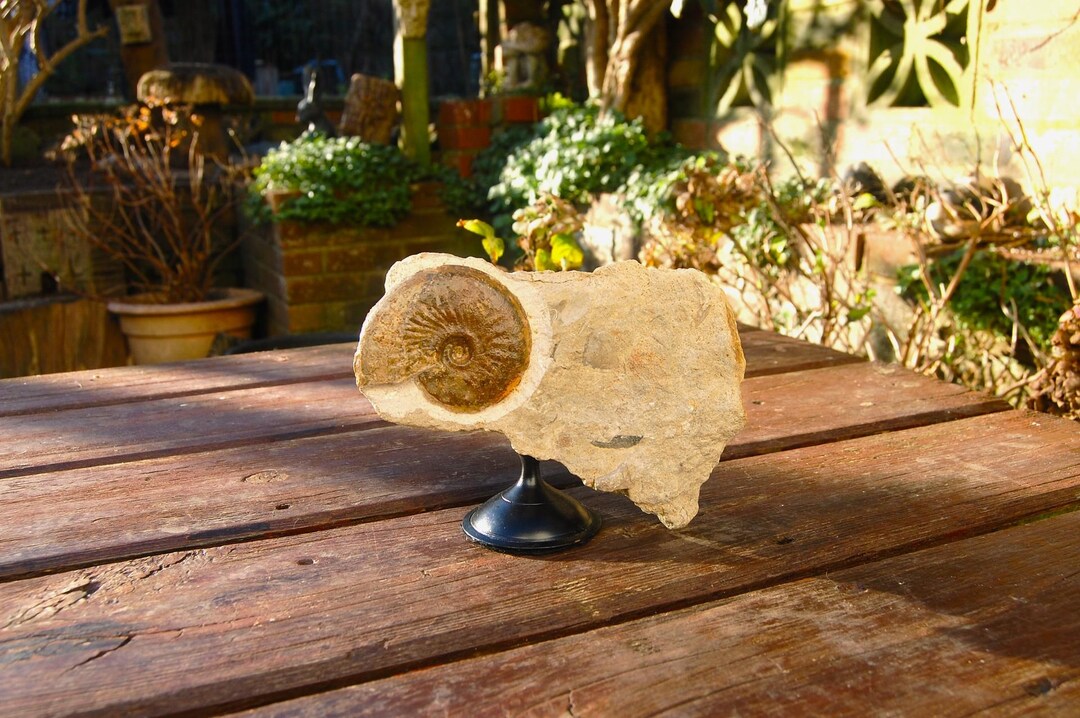 Ammonite on a Display Stand - Etsy