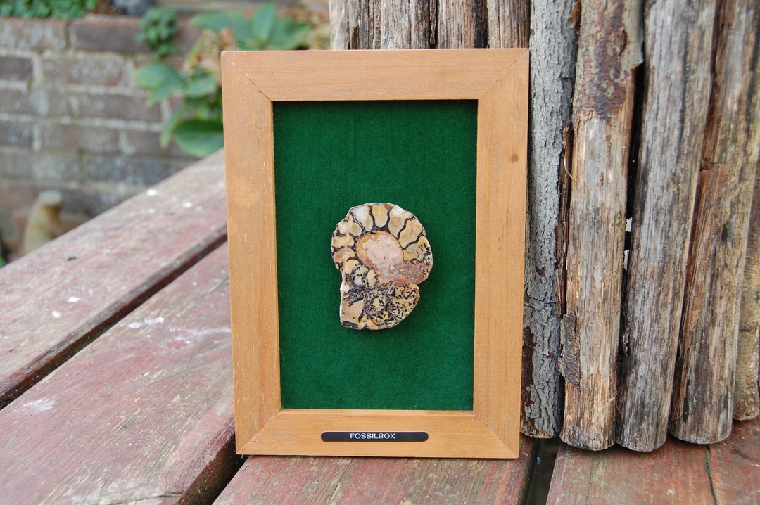 Ammonite in a Frame - Etsy