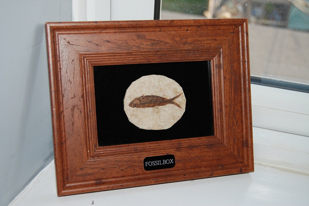 Fossilised Fish in Frame - Etsy