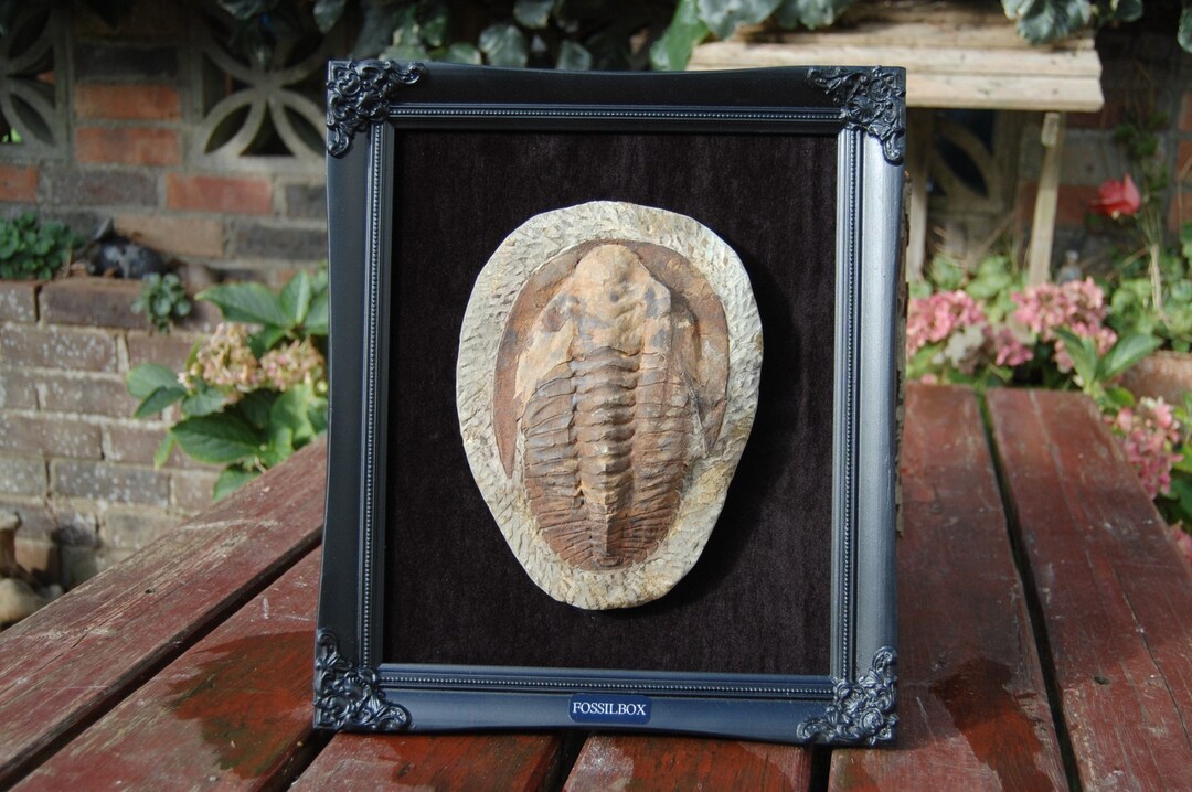 Framed Large Trilobite - Etsy