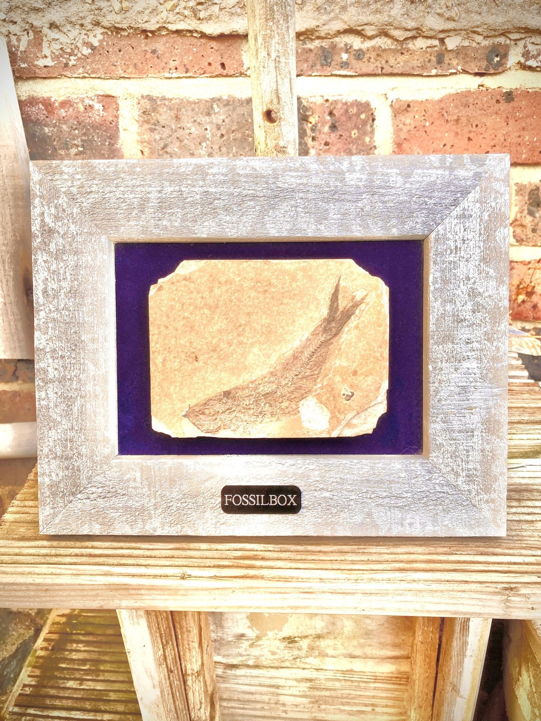 Framed Fossil Fish - Etsy