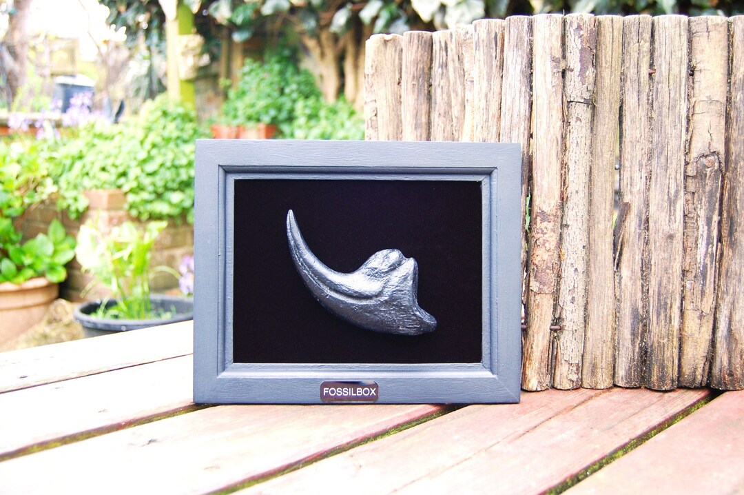 Replica Raptor Claw in Frame - Etsy