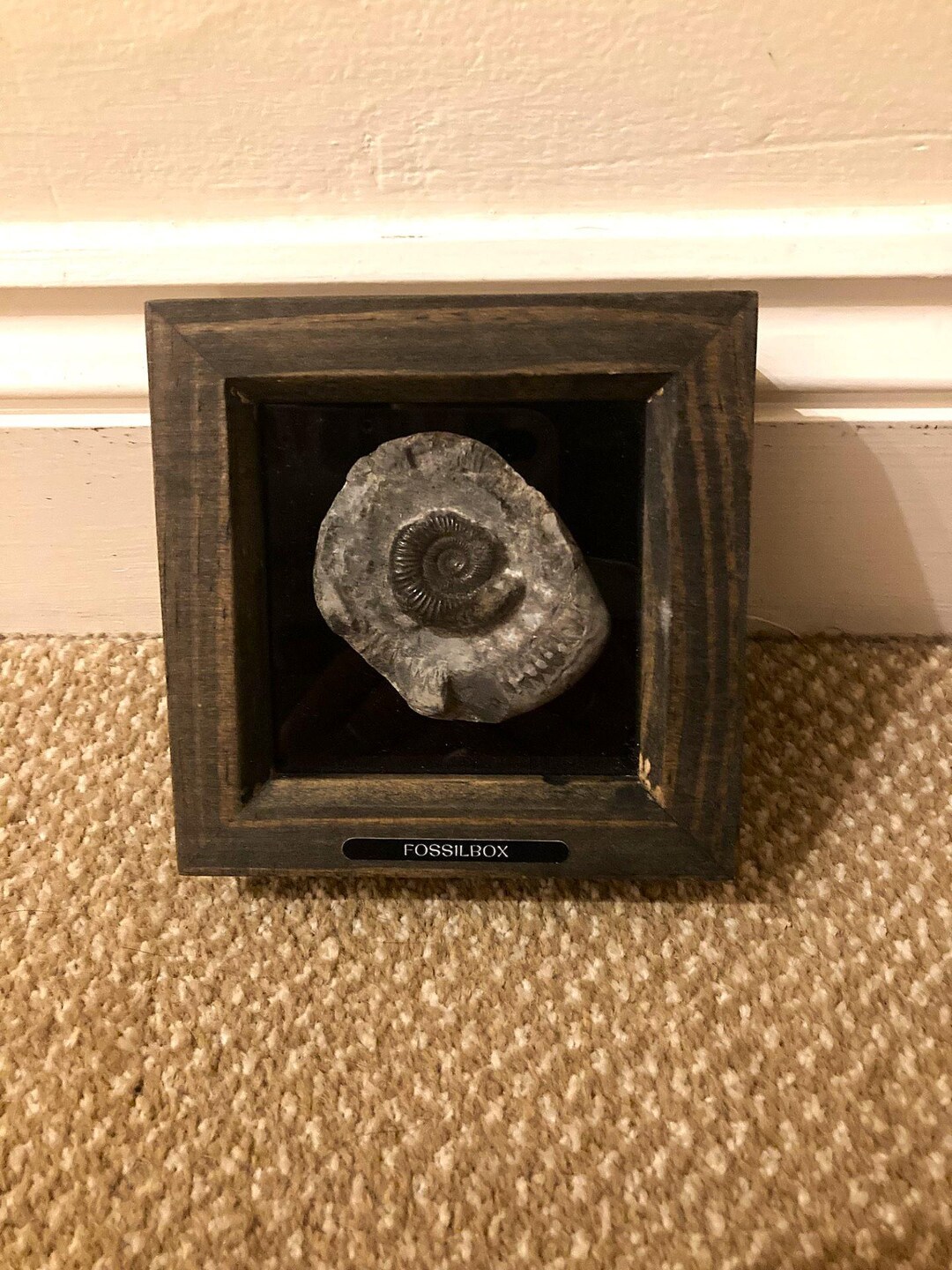 Ammonite in a Frame - Etsy