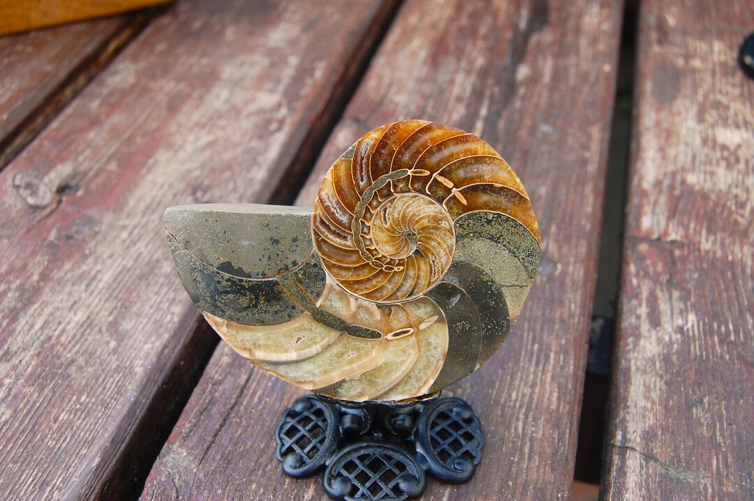 Pretty Polished Nautilus on Delicate Display Stand - Etsy