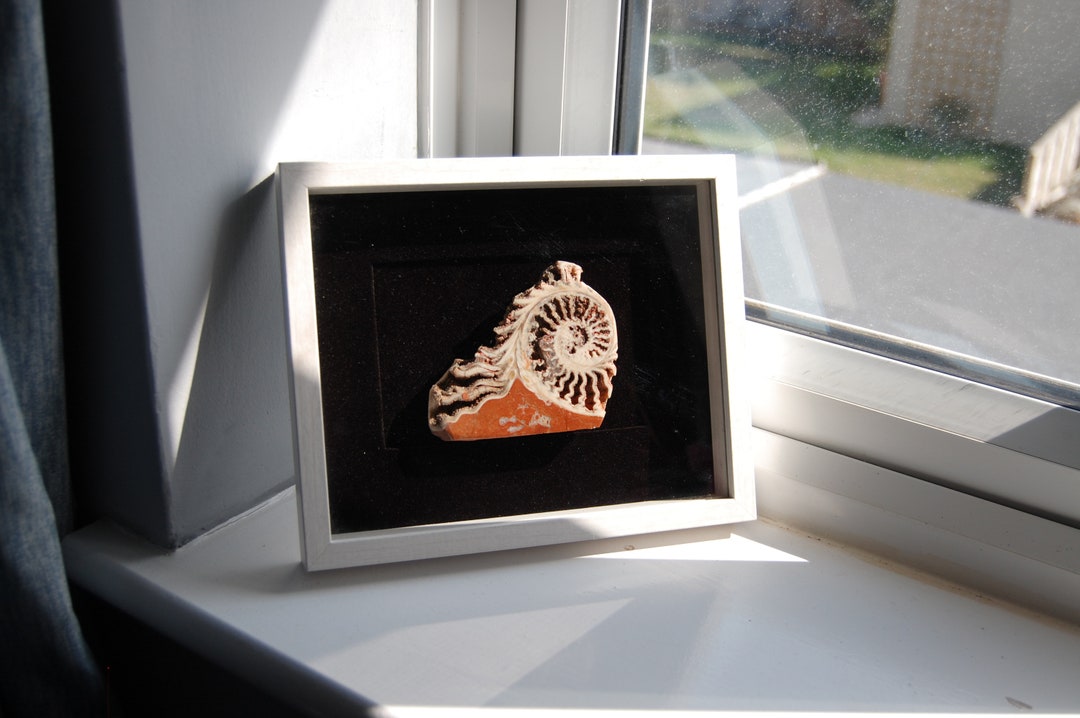 Framed Ammonite Fossil - Shadow Box Display - Etsy