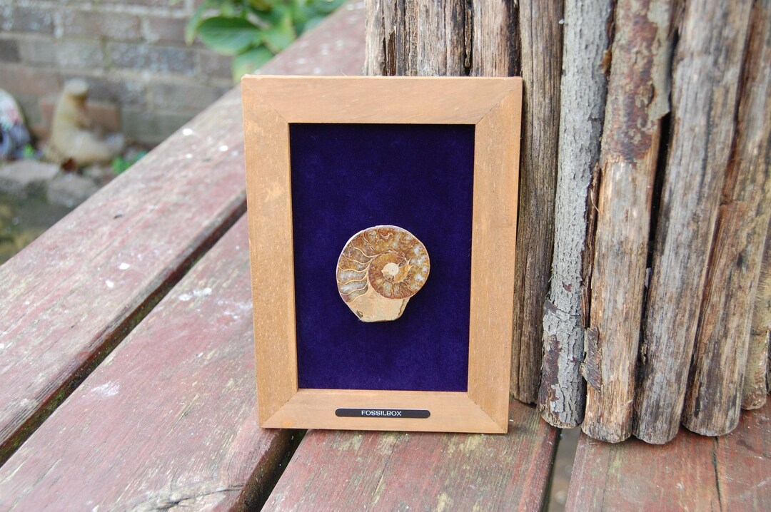 Ammonite in Frame - Etsy