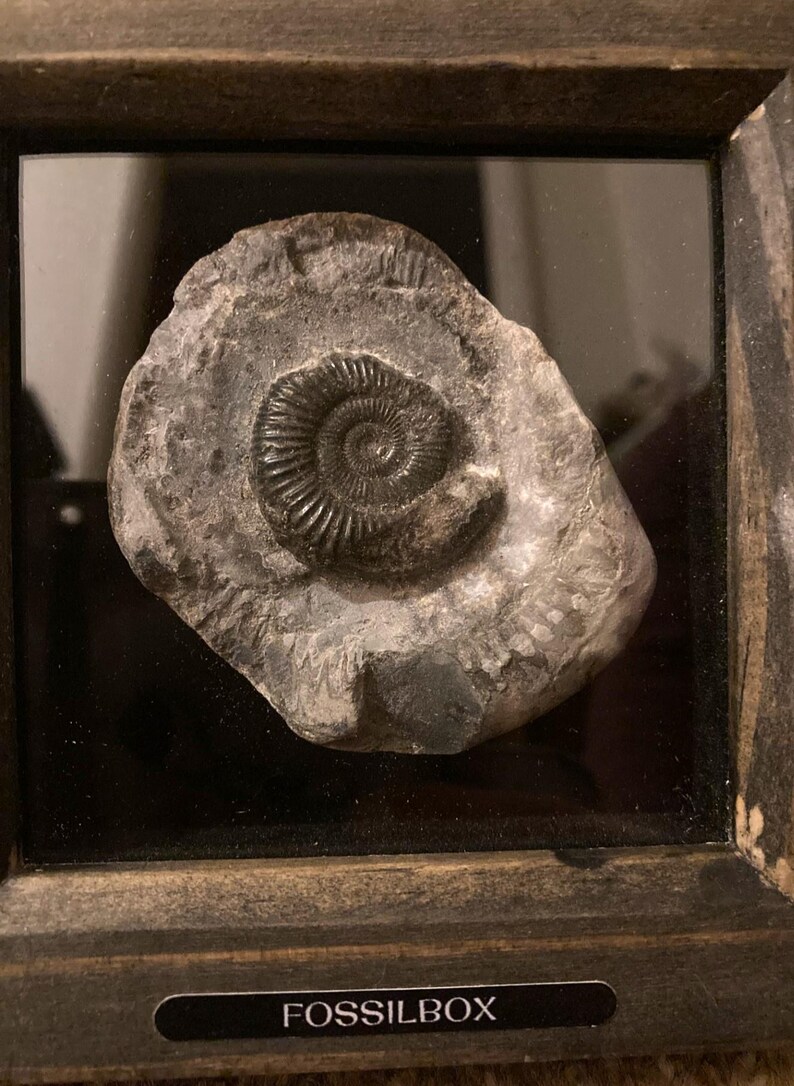 Ammonite in a Frame - Etsy