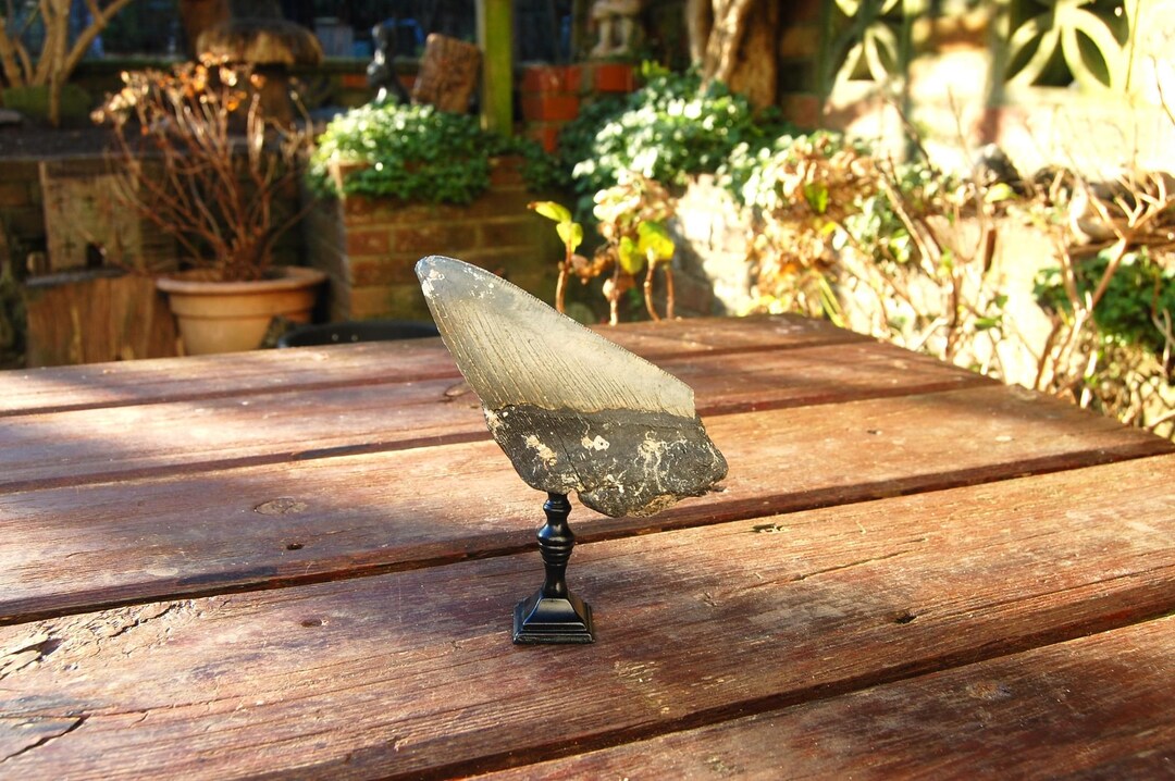 Megalodon Tooth on a Stand - Etsy