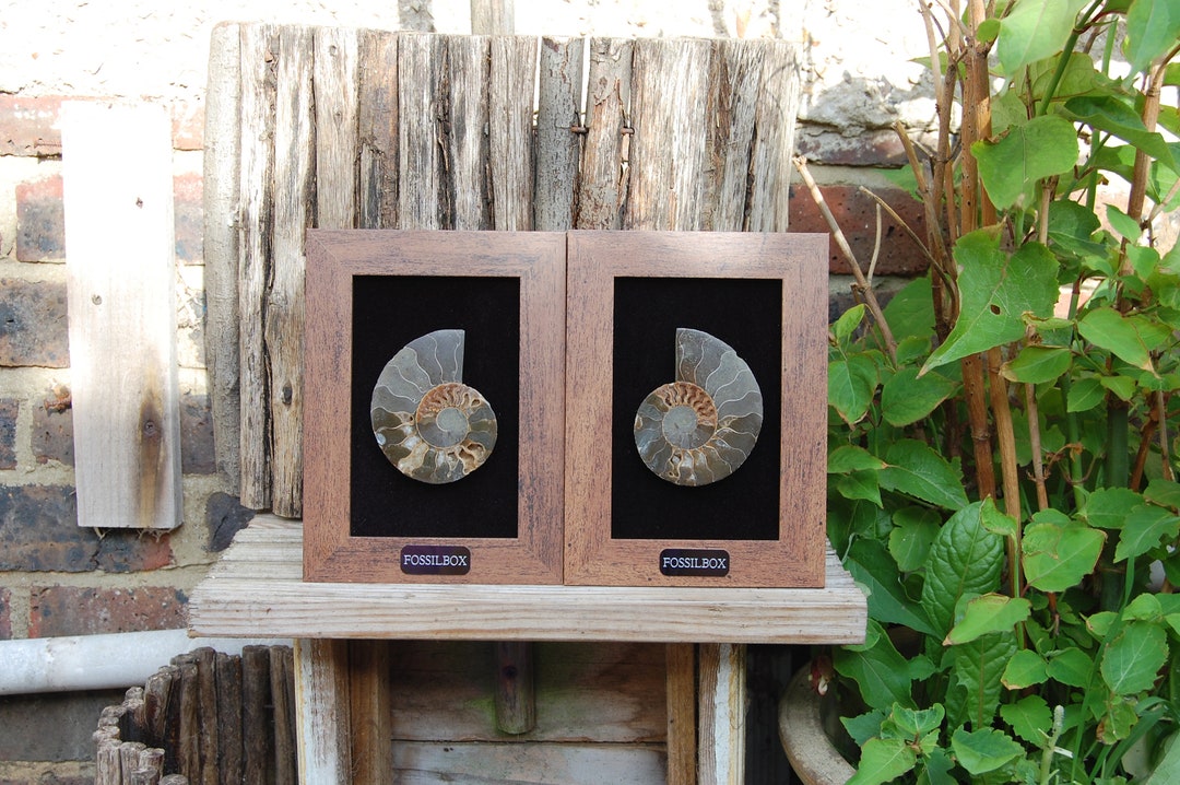 Pair of Polished Ammonites in Frames - Etsy