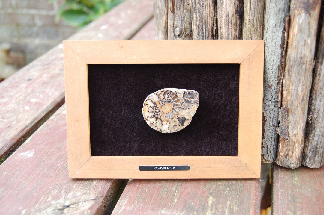 Polished Ammonite in Frame - Etsy UK