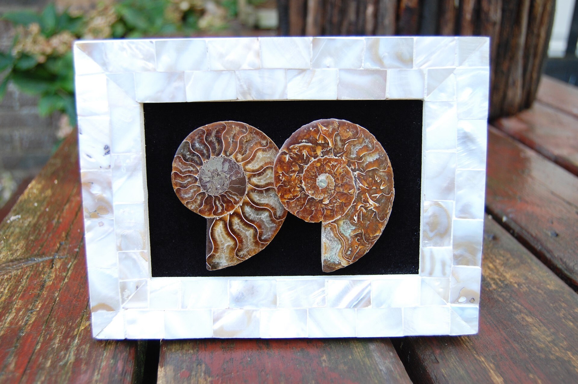 Polished Ammonites in Pearl Frame - Etsy
