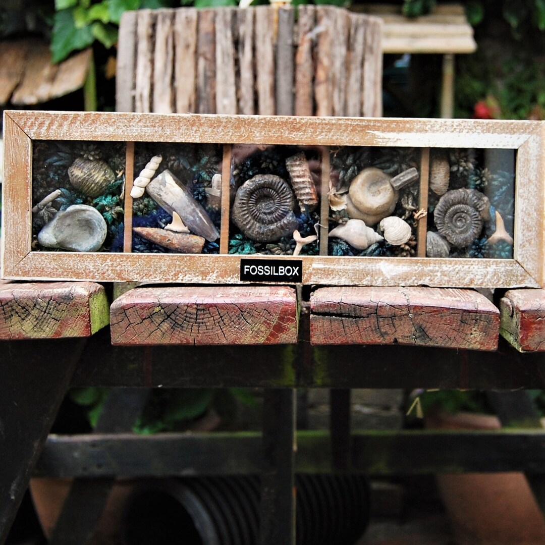 Wall Display of Multiple Fossils - Etsy