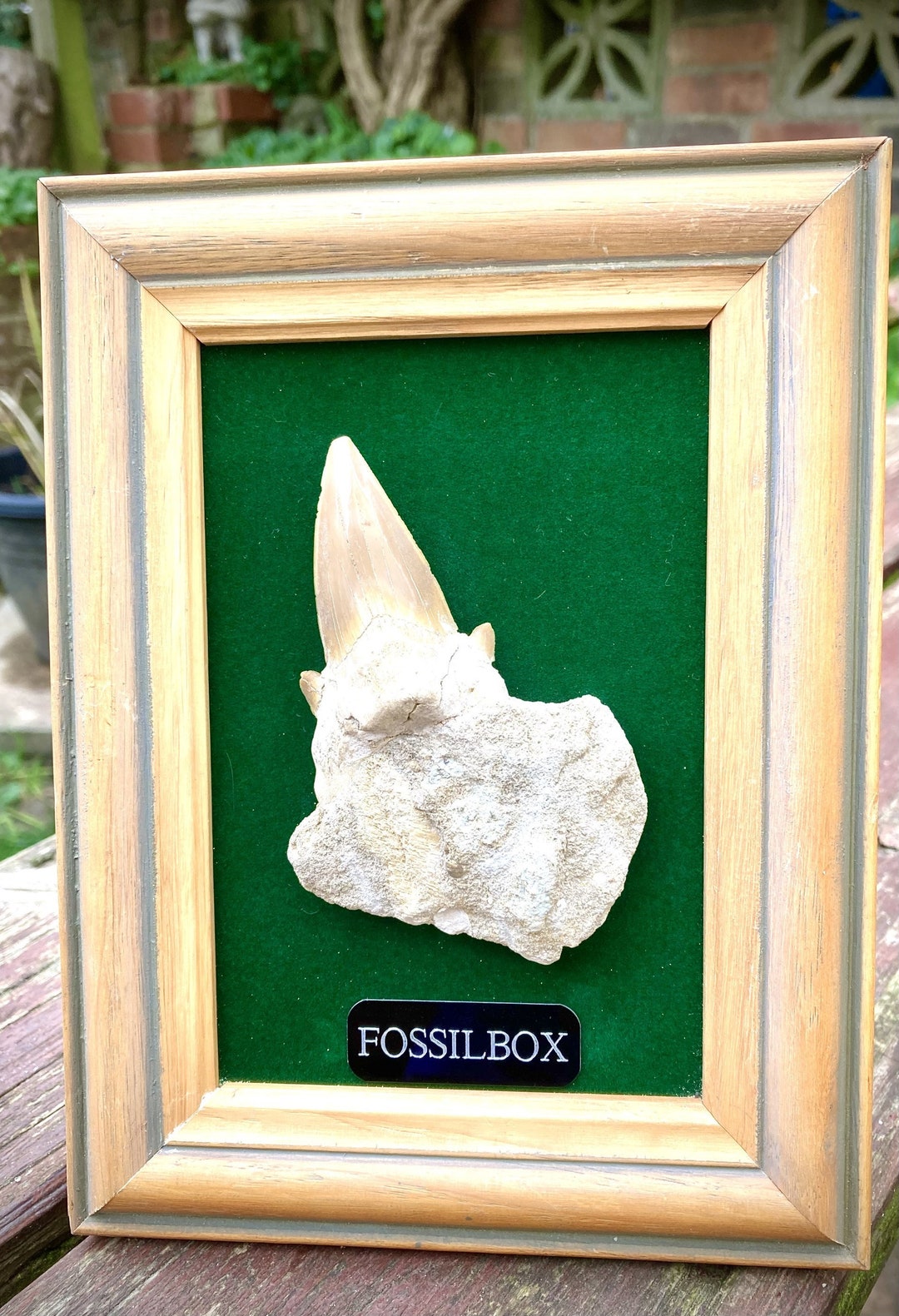 Shark Tooth Display - Etsy