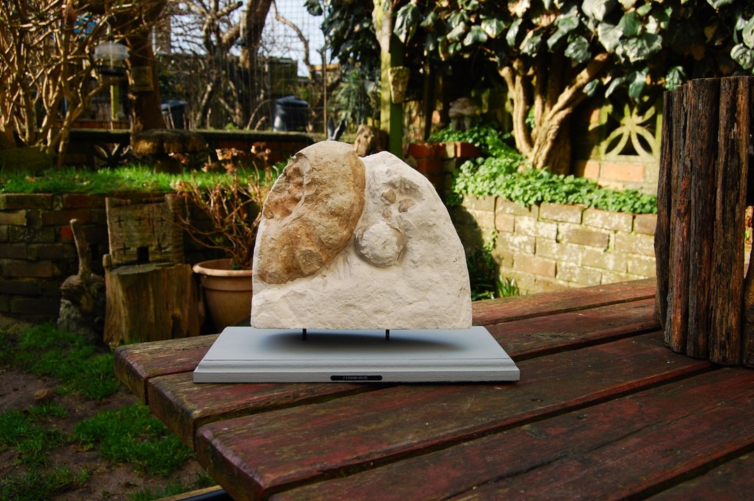 Large Fossil Display - Etsy