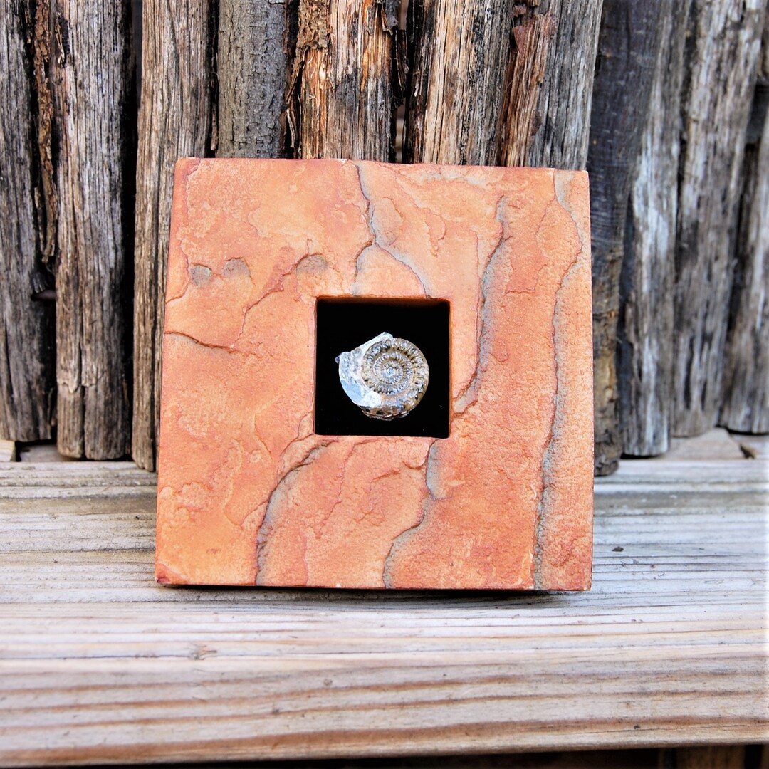 Ammonite in Stone Effect Frame - Etsy