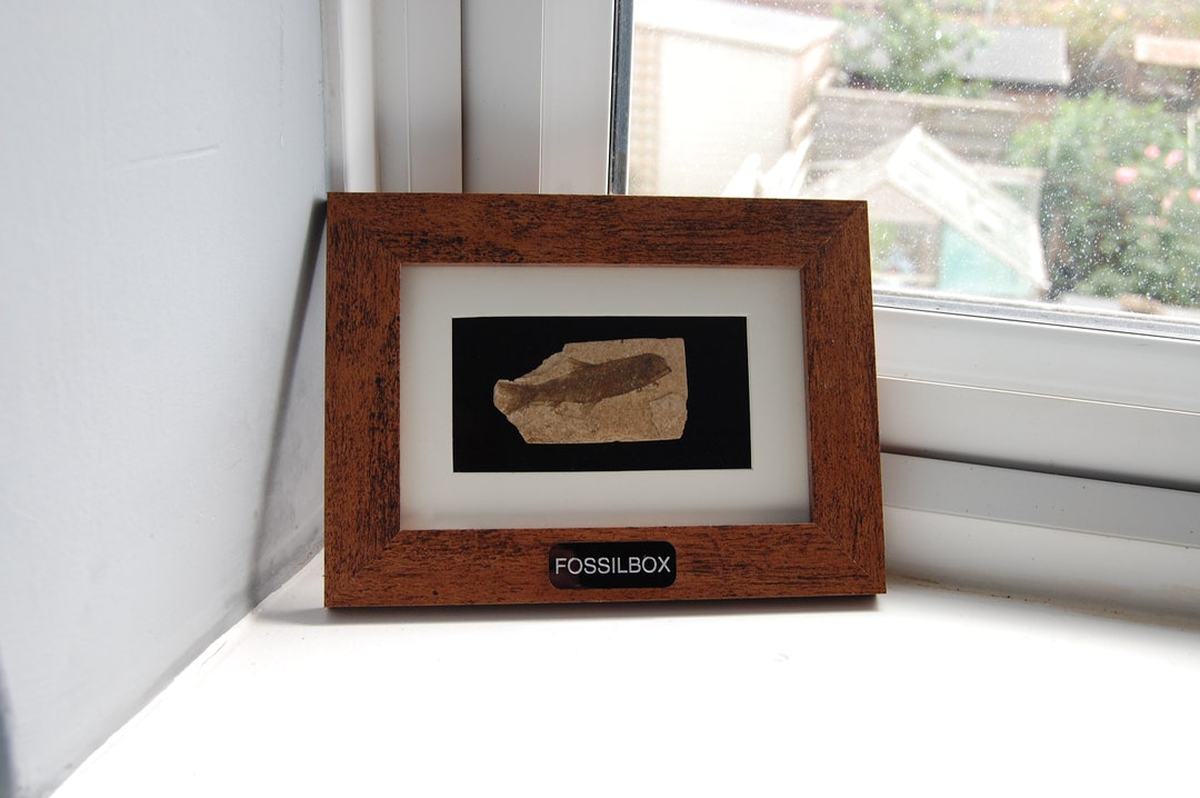Fish Fossil Framed - Etsy