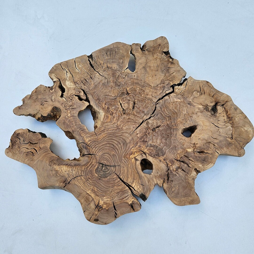 24.3 / 20.2 Olive Tree Root Slice for DIY, Live Edge Olive Wood Slab ...