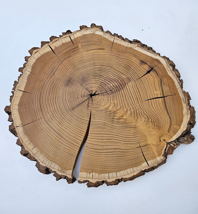 27.5 /23.6 Live Edge Mulberry Wood Slab for Epoxy Coffee Table, Large ...