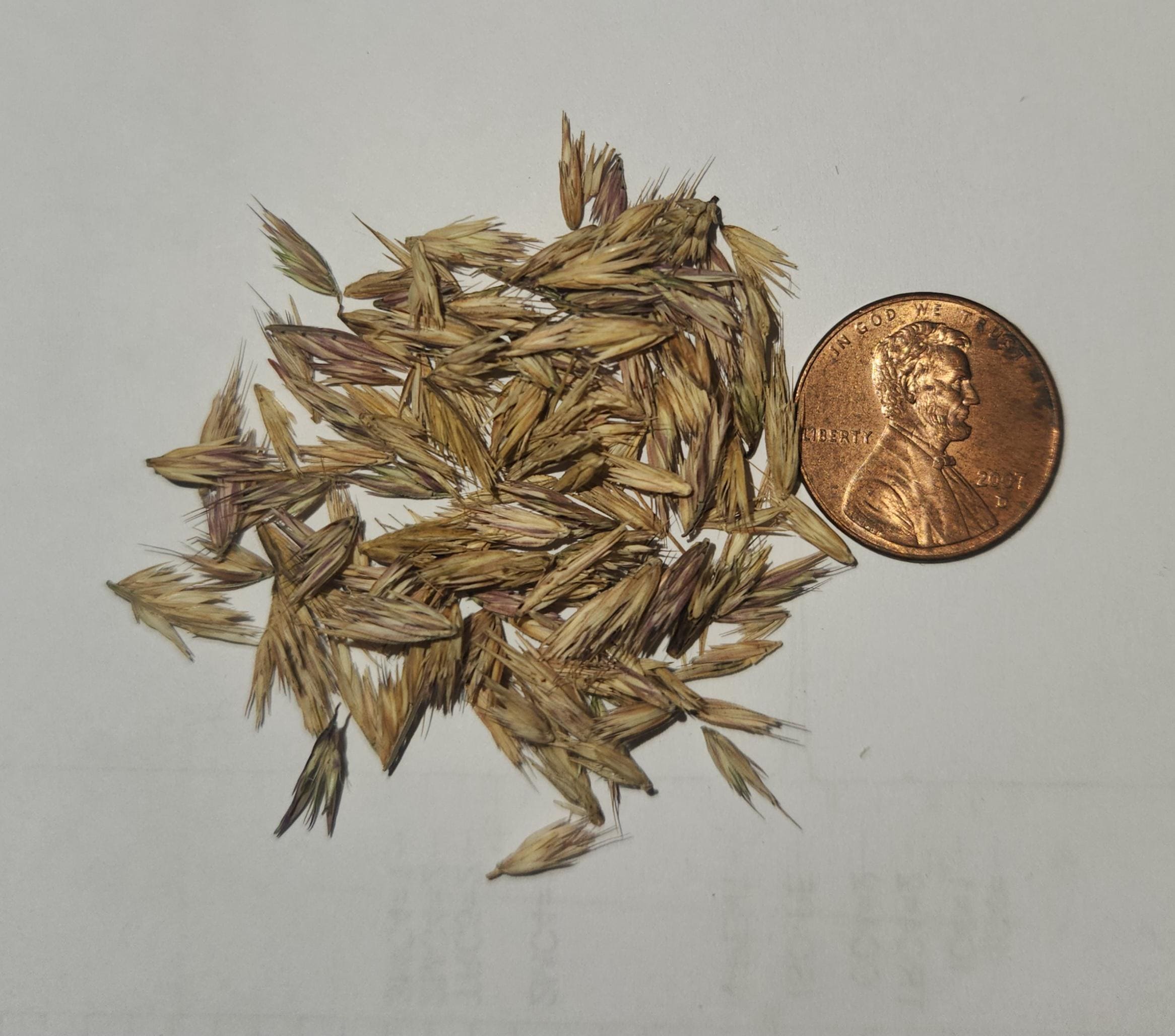 Prairie Seeds, Bouteloua Curtipendula - Sideoats Grama - Native Grass ...