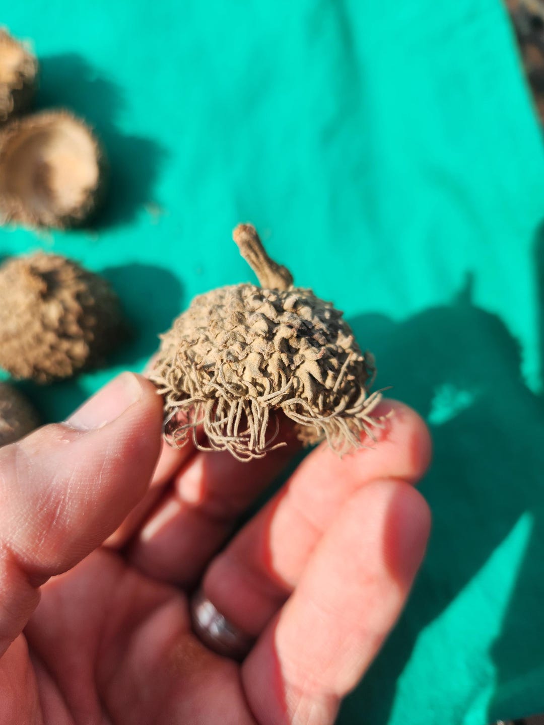 Acorn Caps -- LARGE Burr Oak Acorn Caps for Crafting. 10pc. Minimum. - Etsy