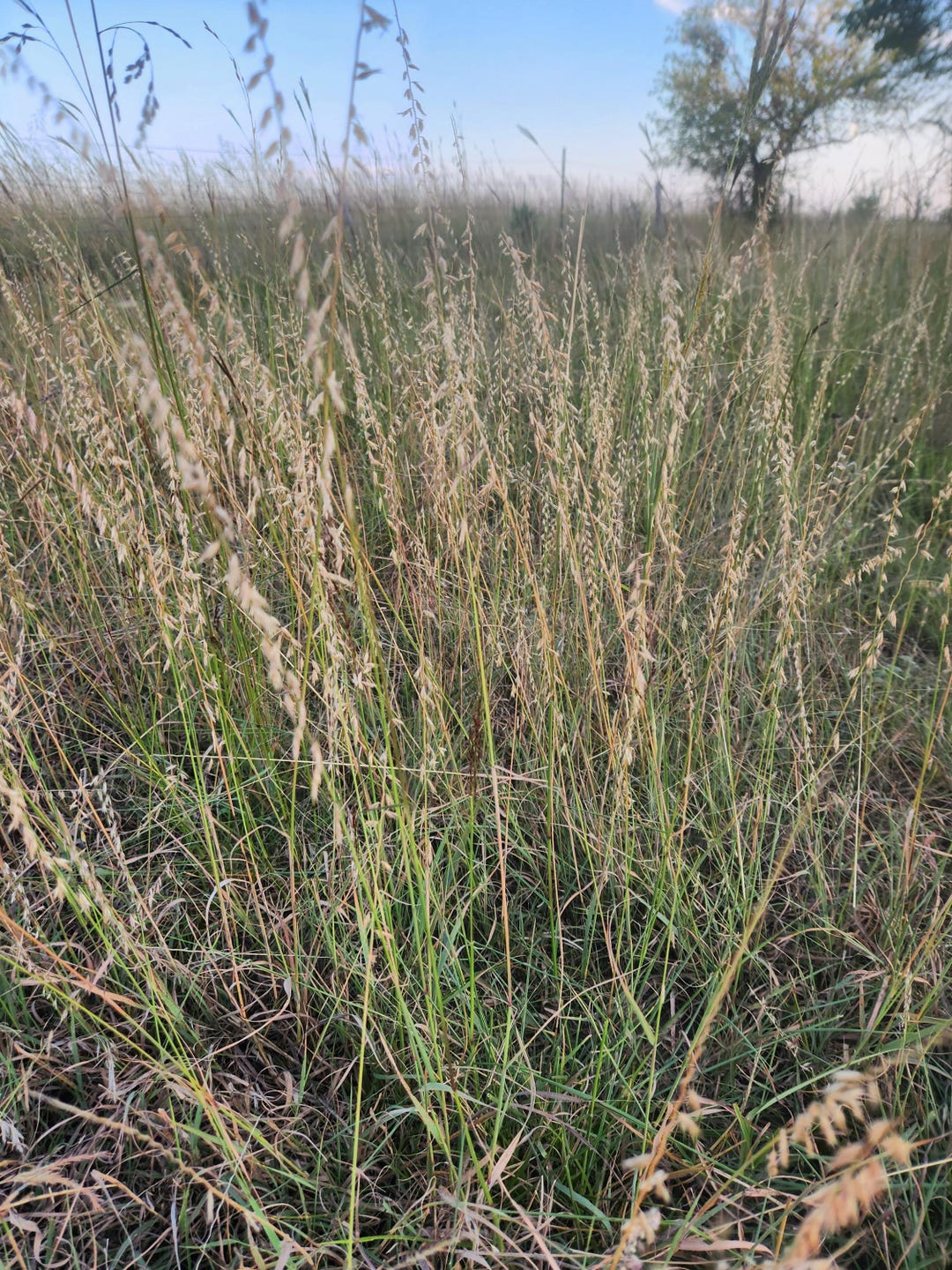 Prairie Seeds, Bouteloua Curtipendula - Sideoats Grama - Native Grass ...