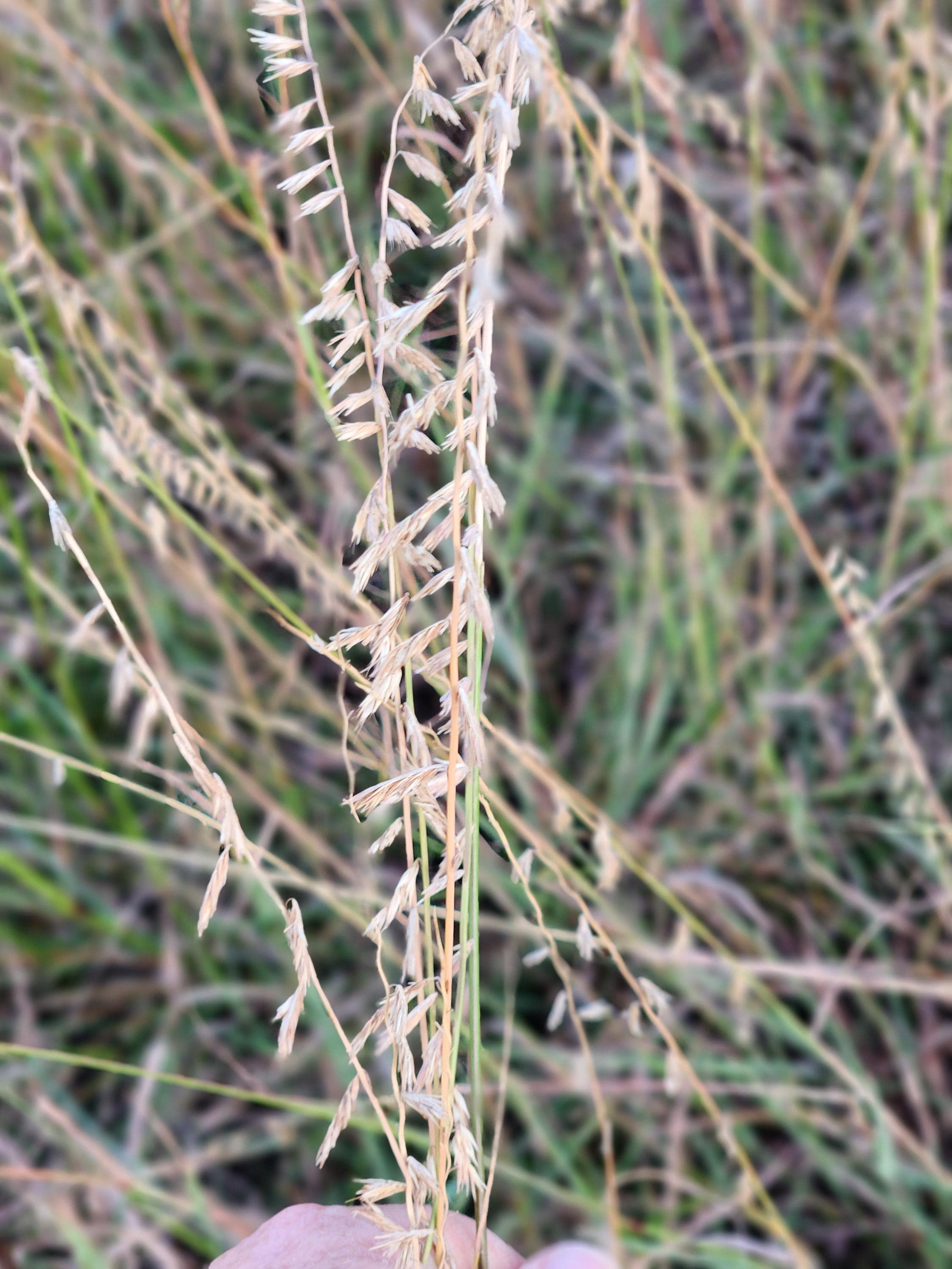 Prairie Seeds, Bouteloua Curtipendula - Sideoats Grama - Native Grass ...