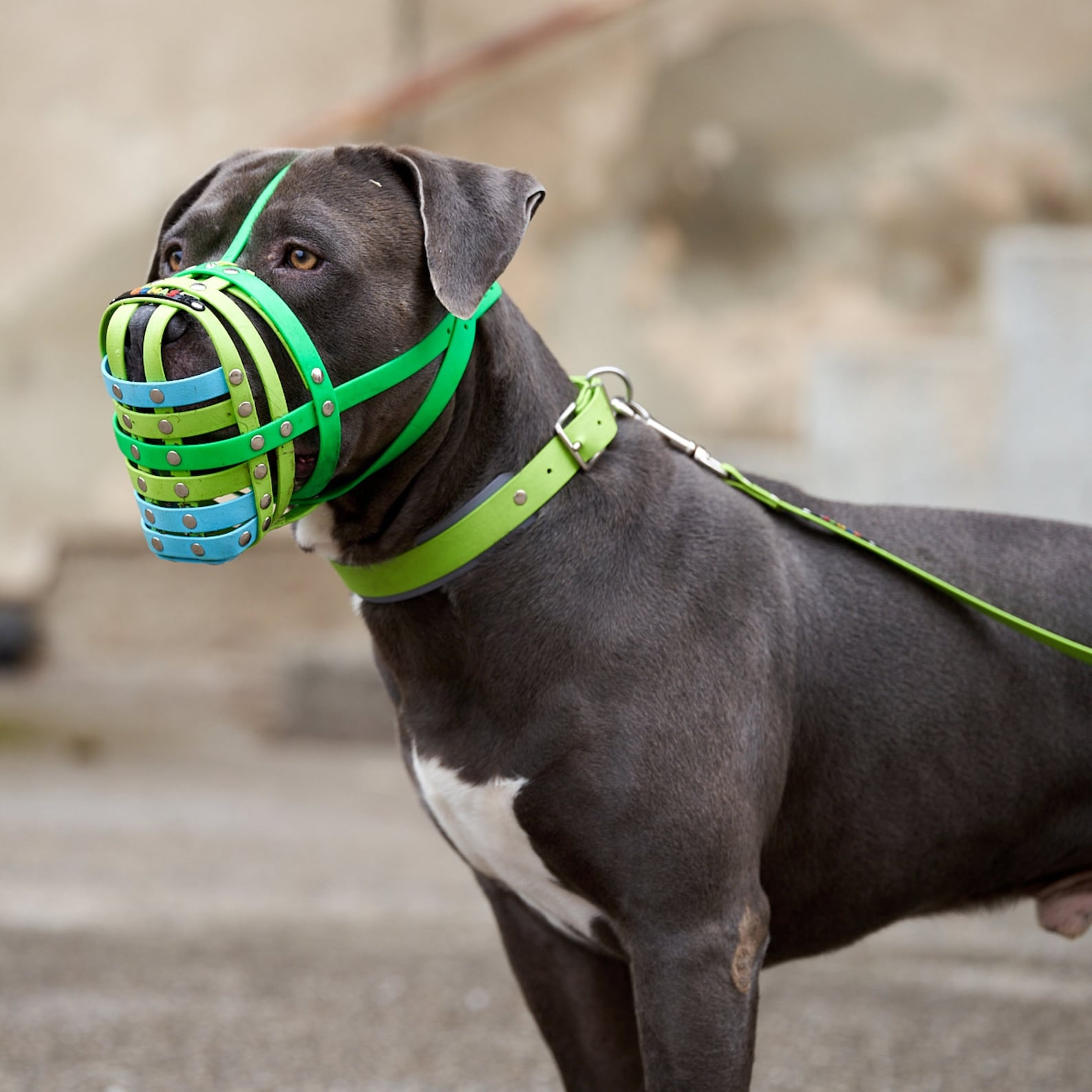 BUMAS Dog Leash Made of Biothane® | Muzzle for Dogs | Dog Accessories ...