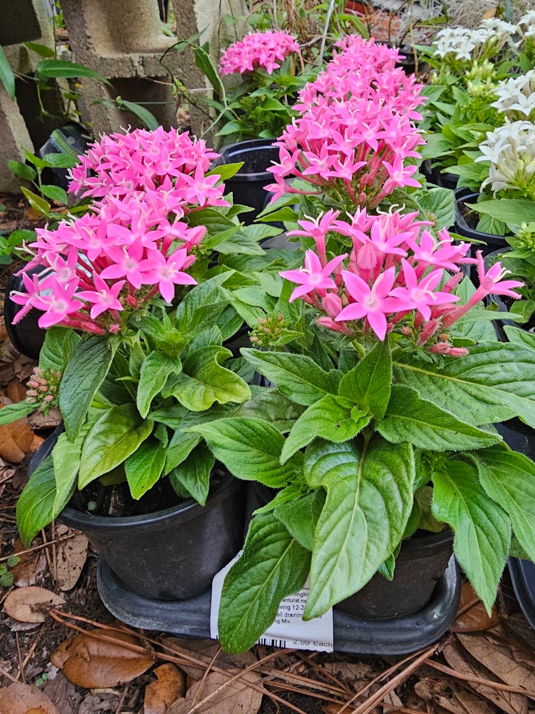 Deep Pink Pentas Lanceolata Pentas 4" Plant - Etsy