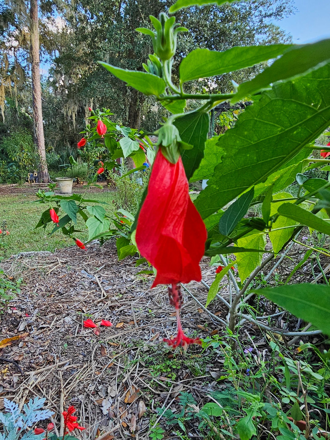 Turk's Cap Hibiscus Bare Root Cutting Malvaviscus Penduliflorus - Etsy