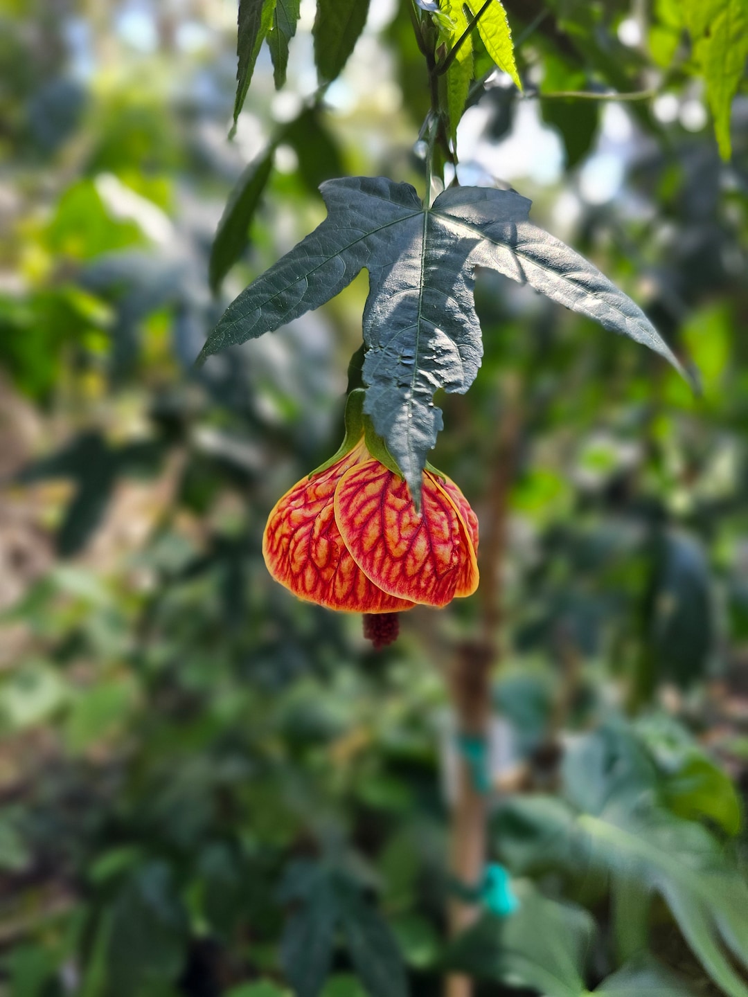 Chinese Lantern Tree, Flowering Maple, Abutilon Pictum Live Rooted ...