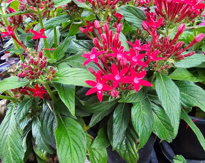 Pentas Lucky Star Mix X7 Live Plant Plugs Grow Your Own Garden - Etsy