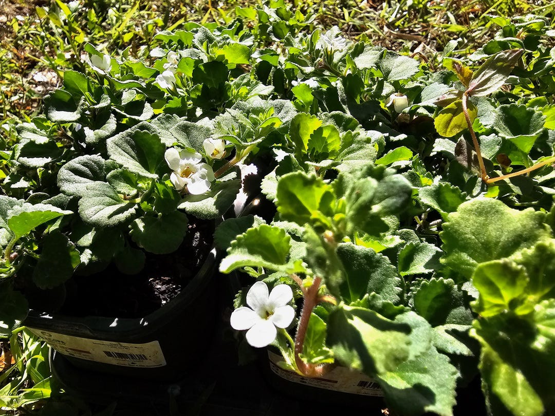 Bacopa Sutera Spp. - Etsy