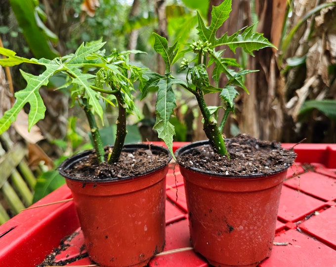 Chaya Spinach Tree Live Plant Bare Root Cutting Cnidoscolus ...