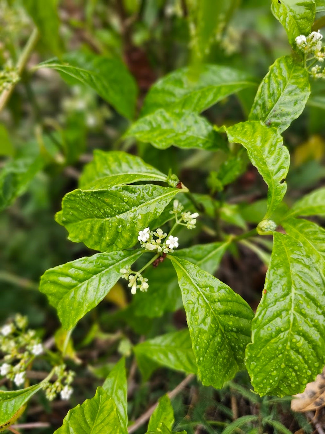 Wild Coffee Dwarf FL Native little Psycho Bare Root Cutting Psychotria ...