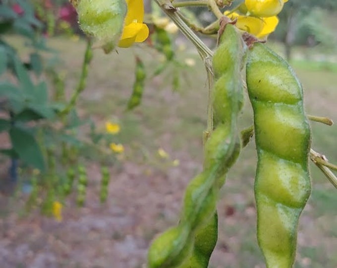 Pigeon Pea Tree Live Plant Cajanus Cajun - Etsy