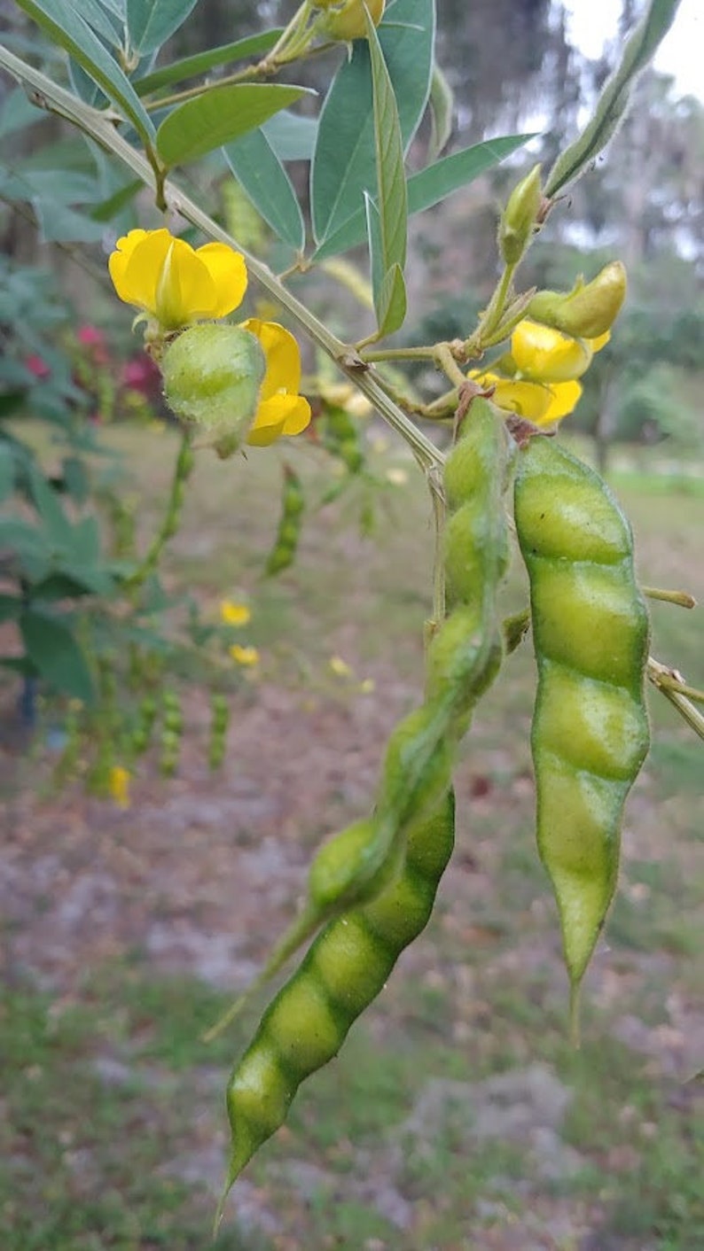 Pigeon Pea Tree Live Plant Cajanus Cajun - Etsy