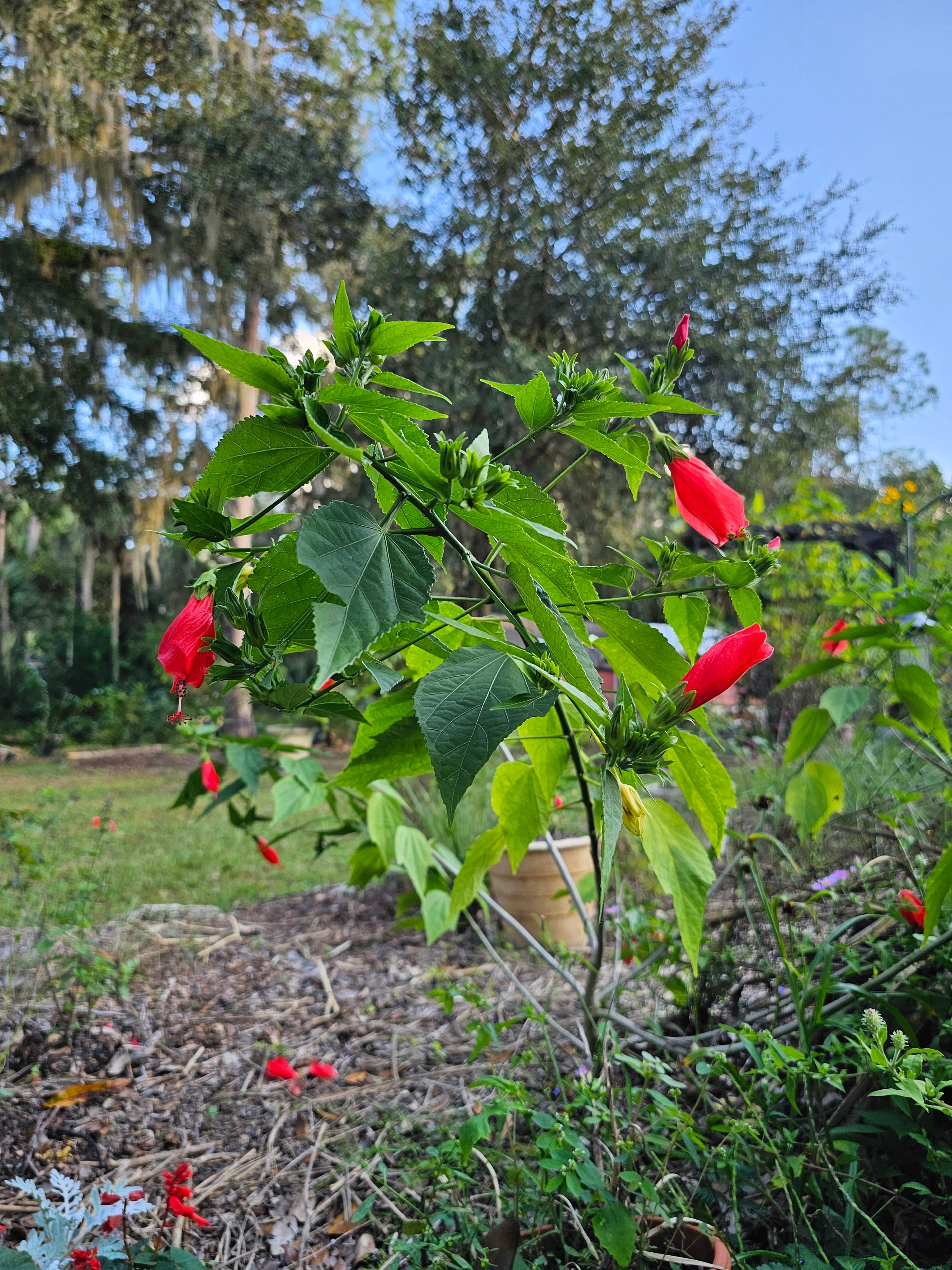 Turk's Cap Hibiscus Bare Root Cutting Malvaviscus Penduliflorus - Etsy
