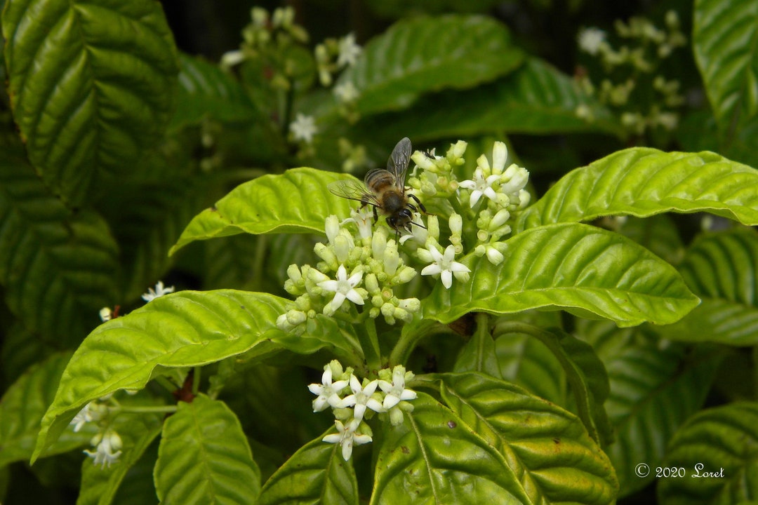 Wild Coffee Dwarf FL Native "little Psycho" Bare Root Cutting ...