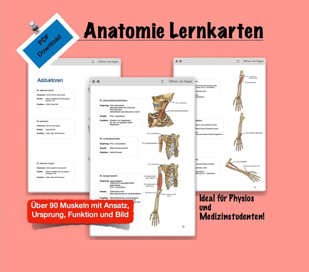 Anatomy Flashcards muscle Flashcards - Etsy