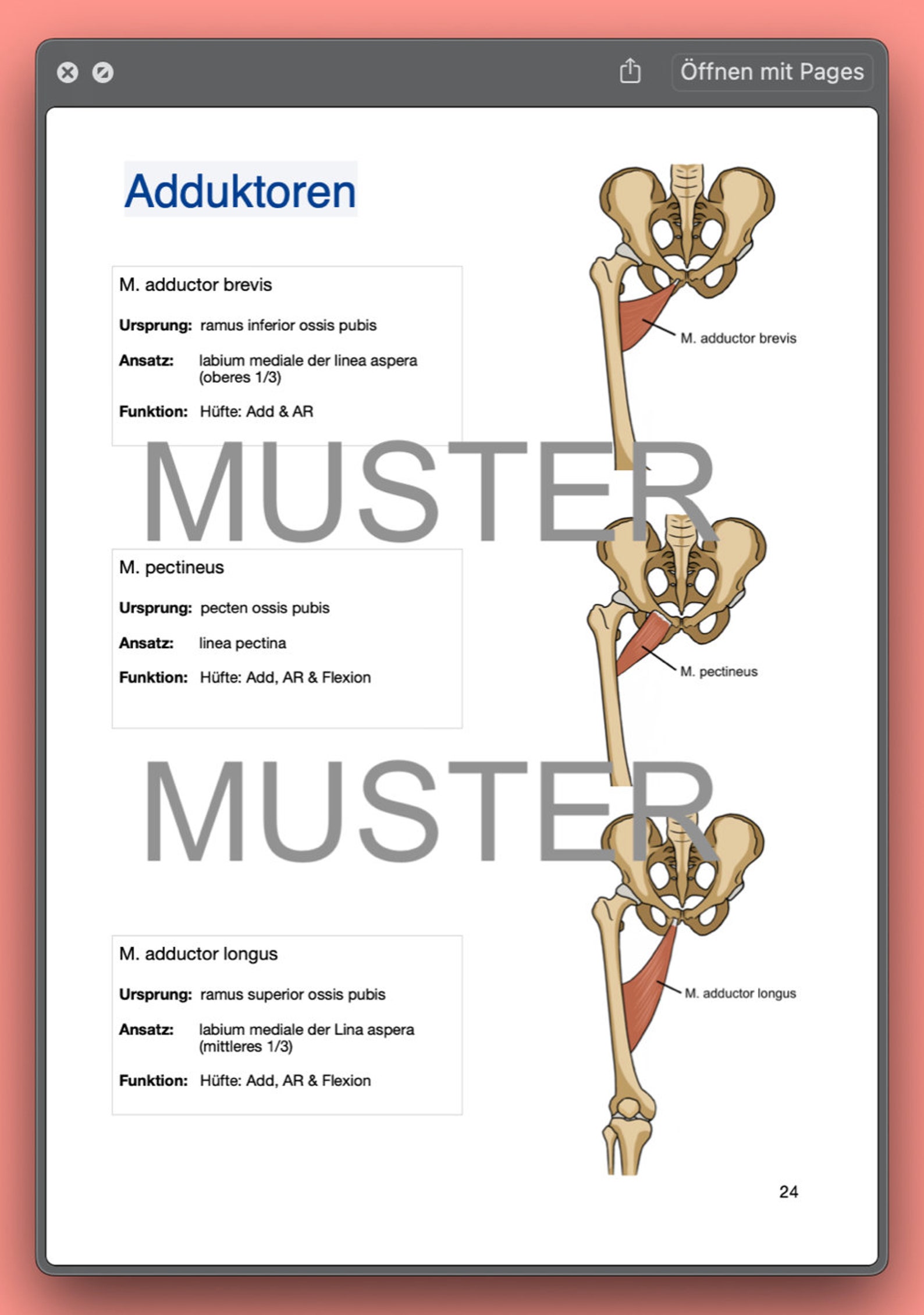 Anatomy Flashcards muscle Flashcards - Etsy