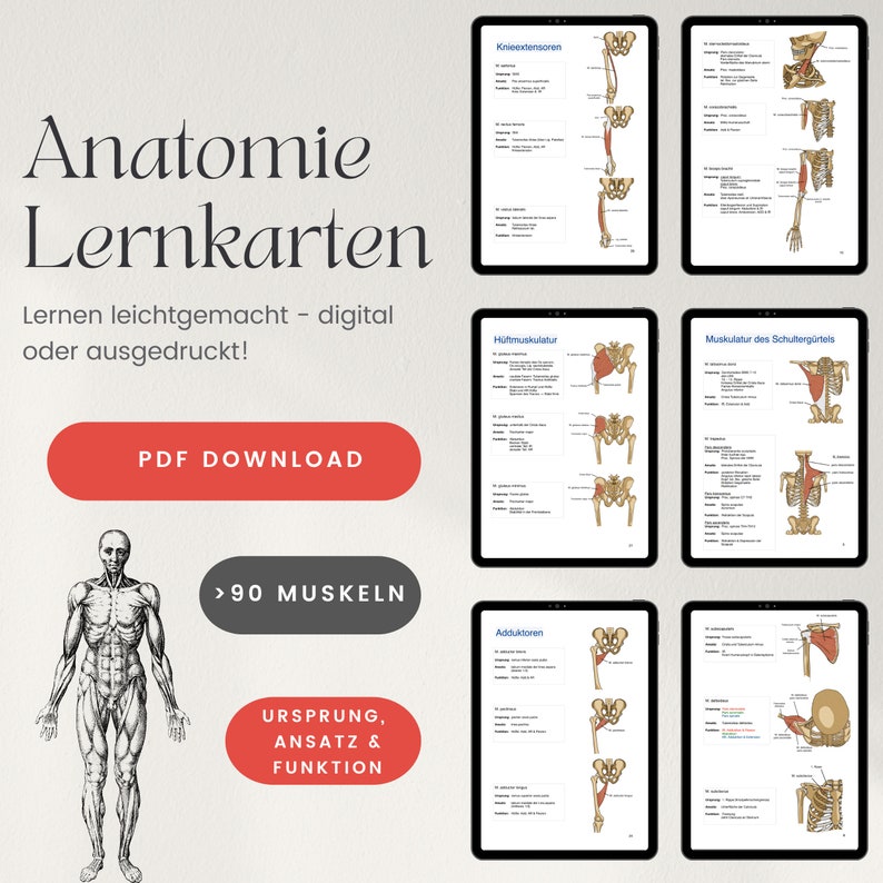 Anatomy Muscles Flashcards Physio Flashcards Digital Physiotherapy Catalogue Sheet Human Anatomy ...