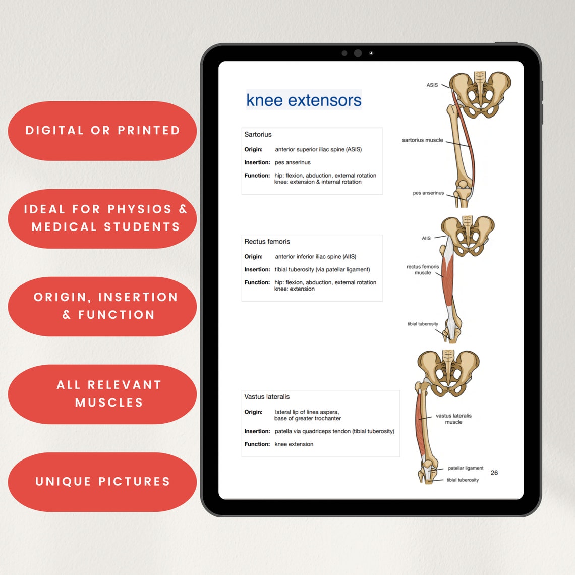 Muscle Anatomy Flashcards Print Learning Physio Study Cards Digital ...