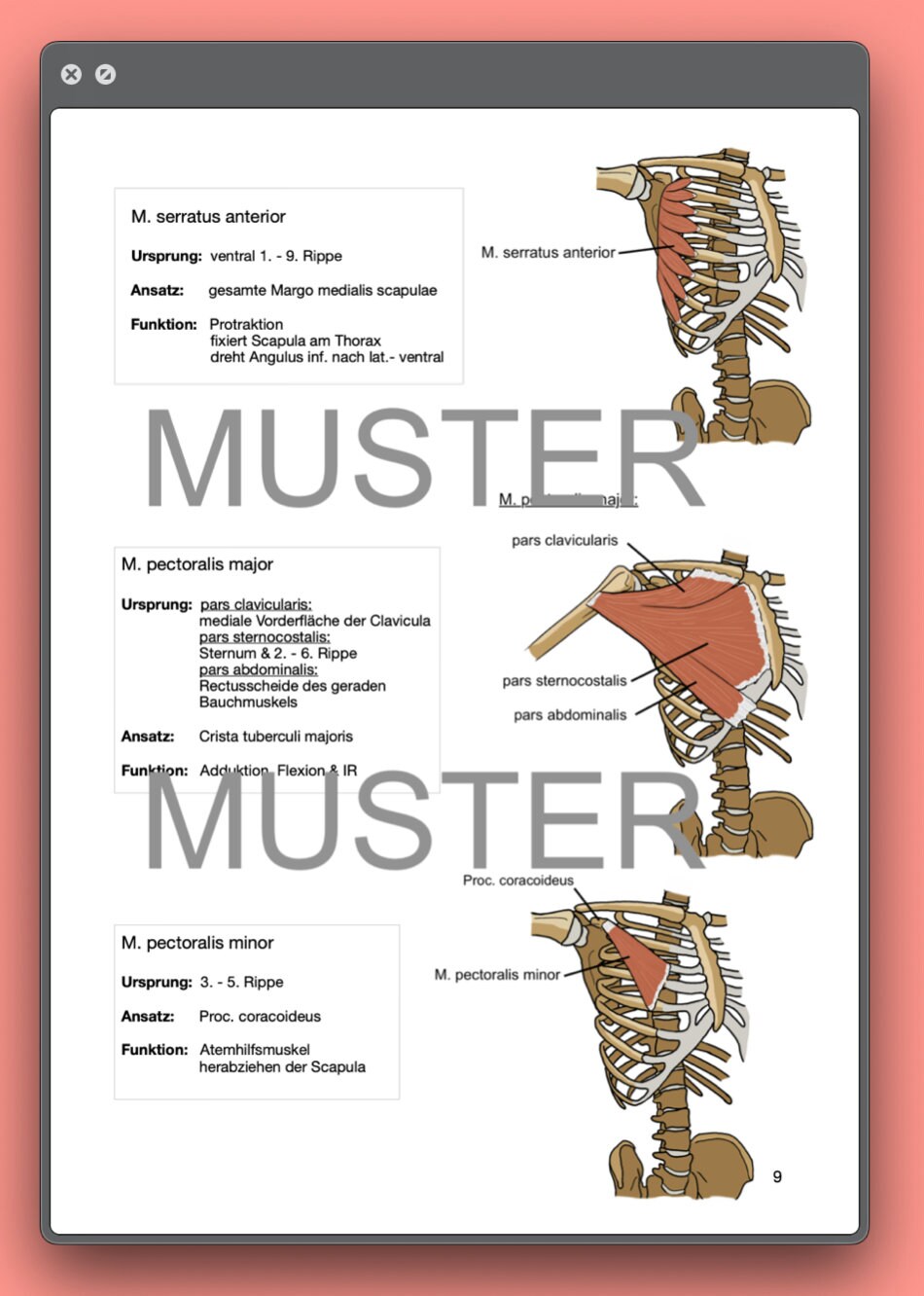 Anatomy Flashcards muscle Flashcards - Etsy