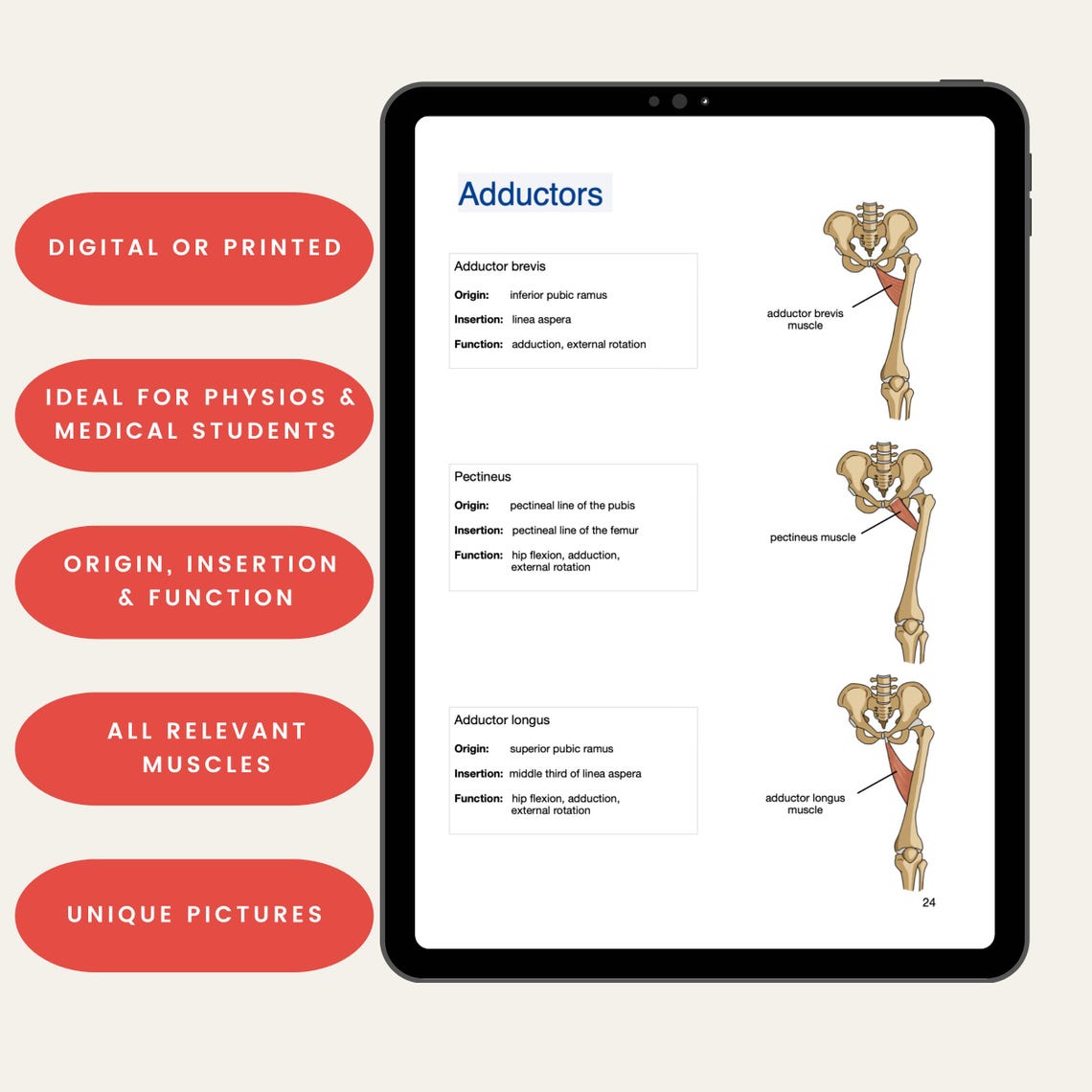 Muscle Anatomy Flashcards Print Learning Physio Study Cards Digital ...