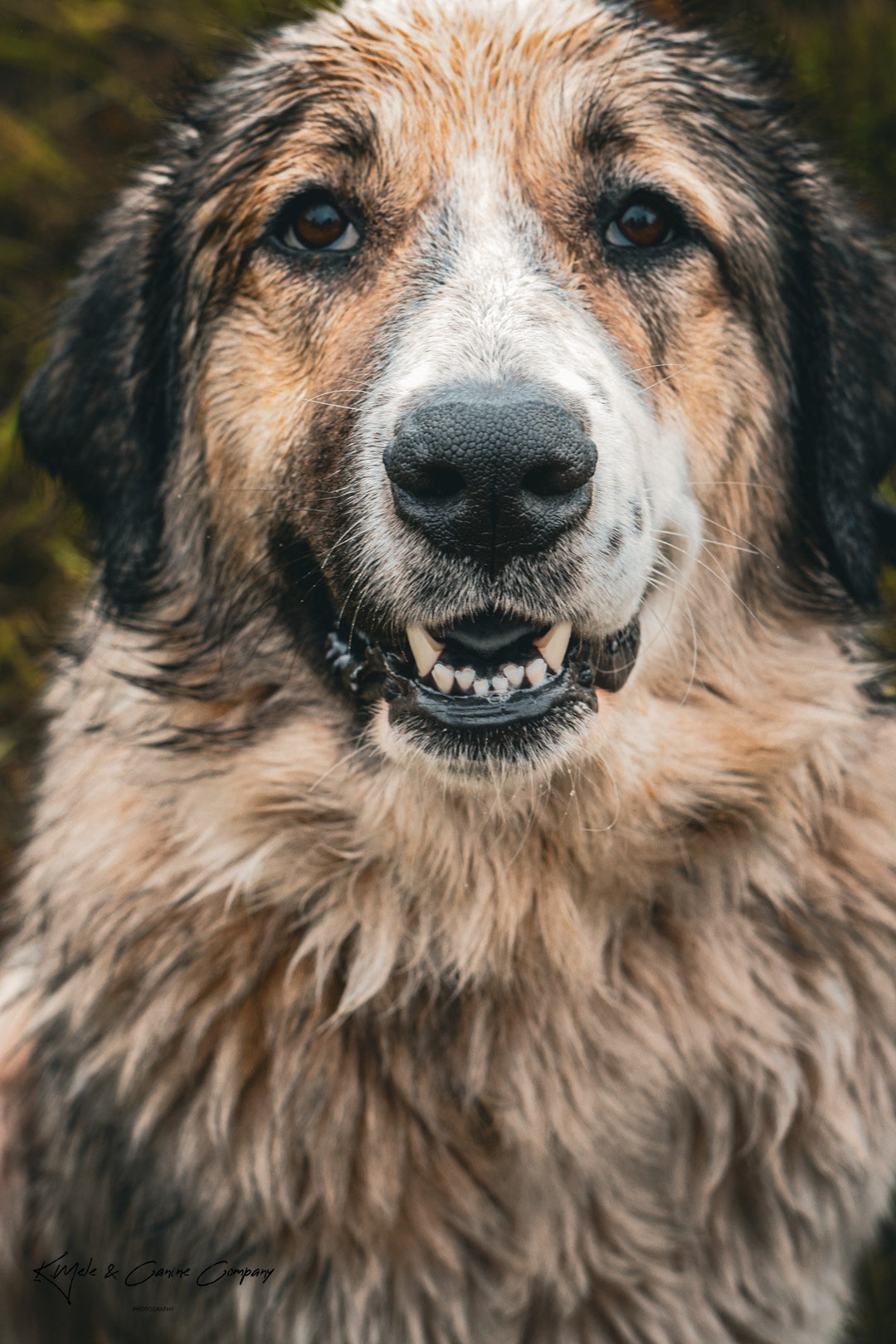 Farmdog - Image, Digital Download, Farm, Photography, Dog, Home Decor ...